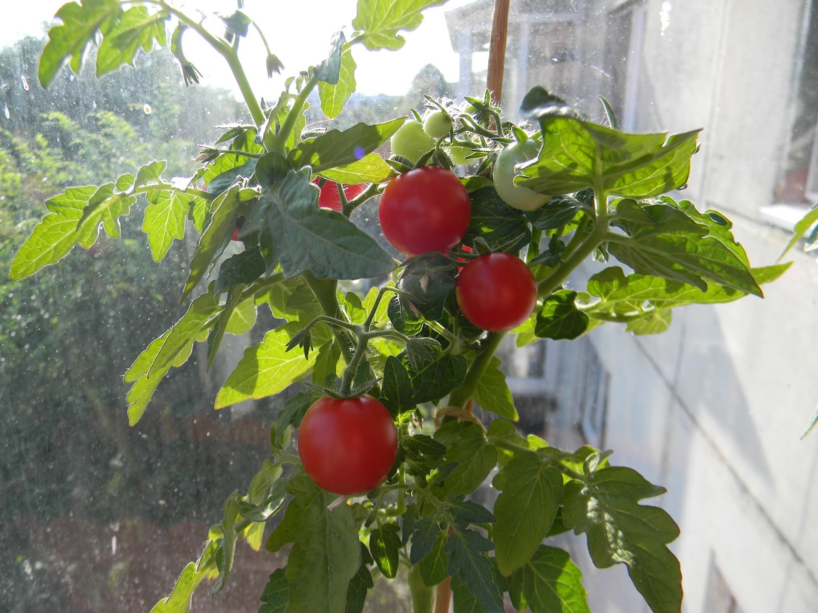 Gradina de pe balcon