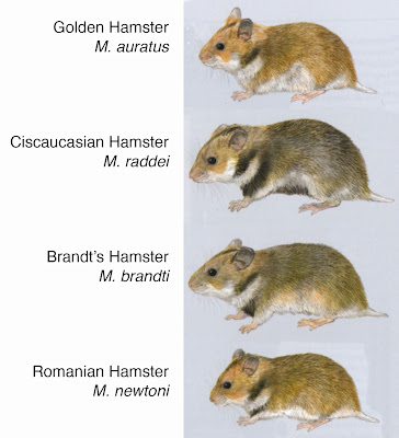 Zoology Jottings: History of the Golden Hamster: 4. Closely-related ...