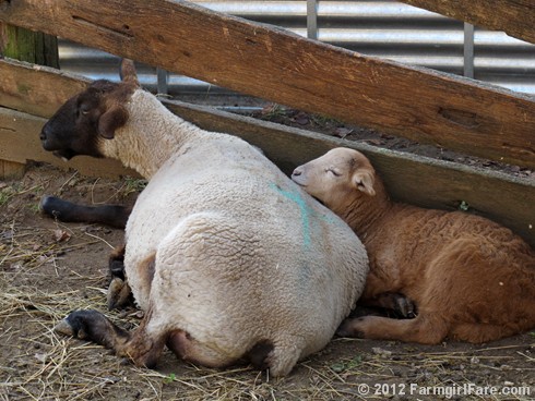 Farmgirl Fare: Sunday Dose of Cute: Random Lamb Snaps