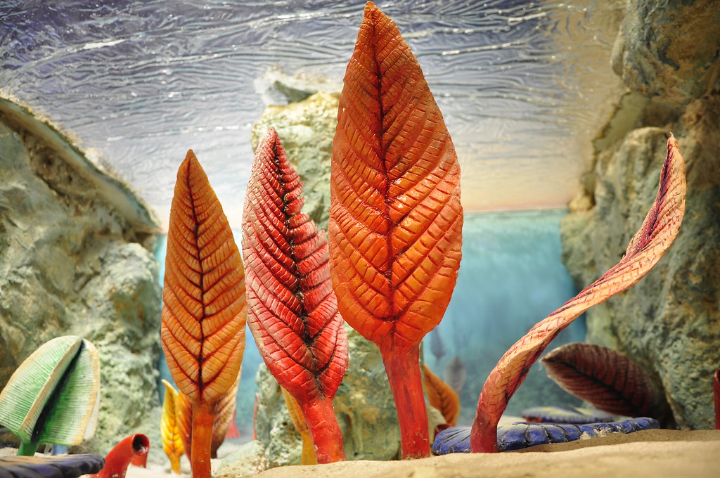 la confidenza lenta: Kimberella, Spriggina e Dicksonia: Vendobionta nei ...