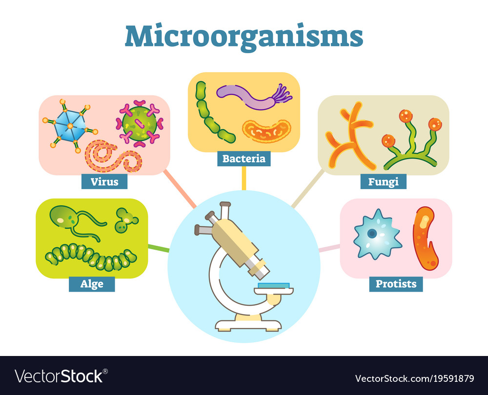 Mikroorganizmalar - Microbiology Laboratory Turkey