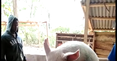 MATING METHODS IN PIG FARMING