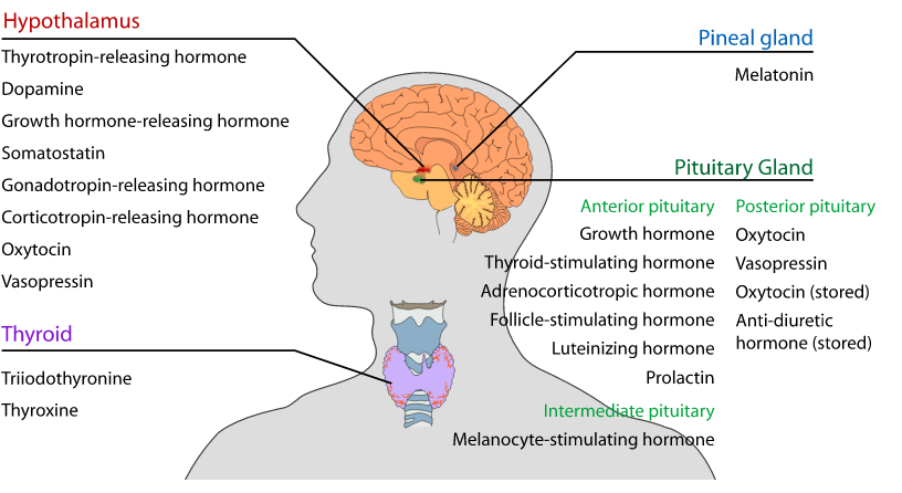 ANATOMY & PHYSIOLOGY TERMINOLOGY-ENDOCRINE SYSTEM