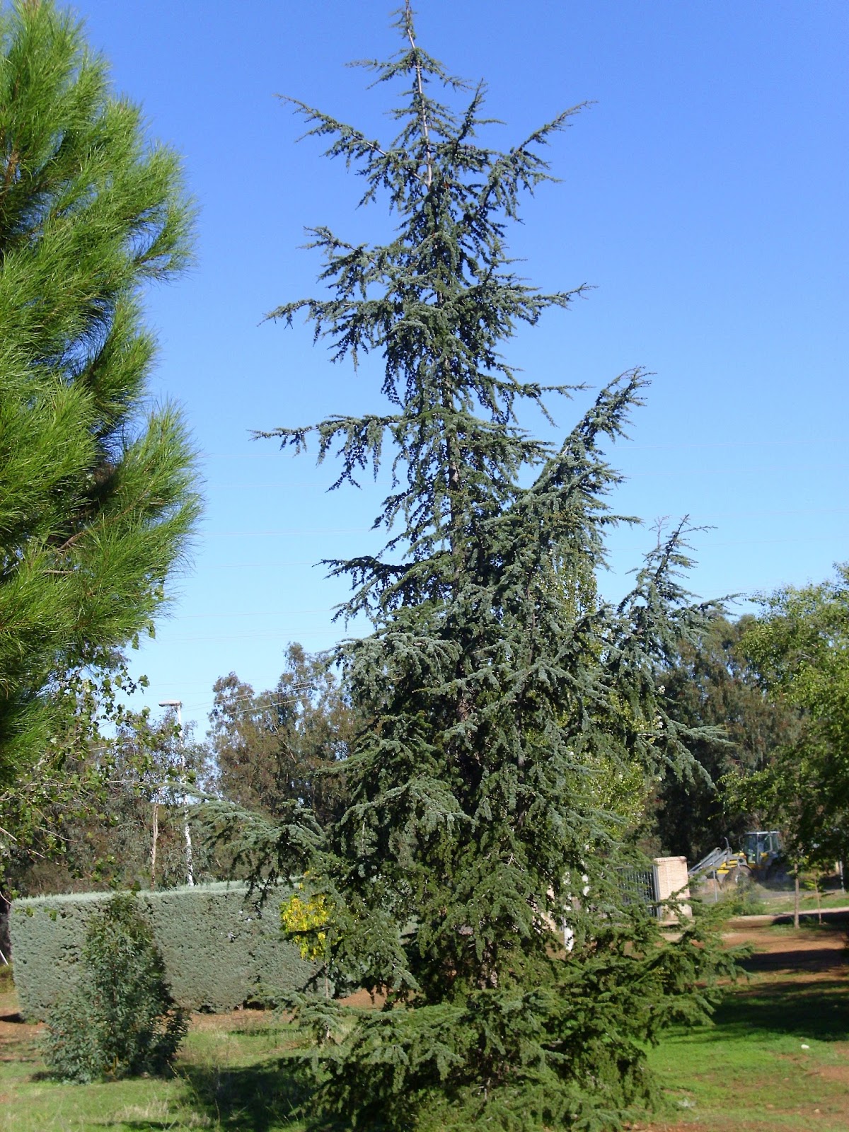 Trees Planet: Cedrus atlantica - Atlas Cedar