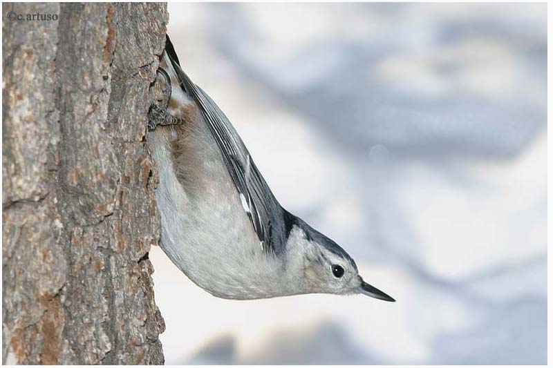 Christian Artuso: Birds, Wildlife: The World of Nuthatches