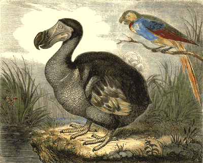 Dodo | Info-History and Photos | The Wildlife