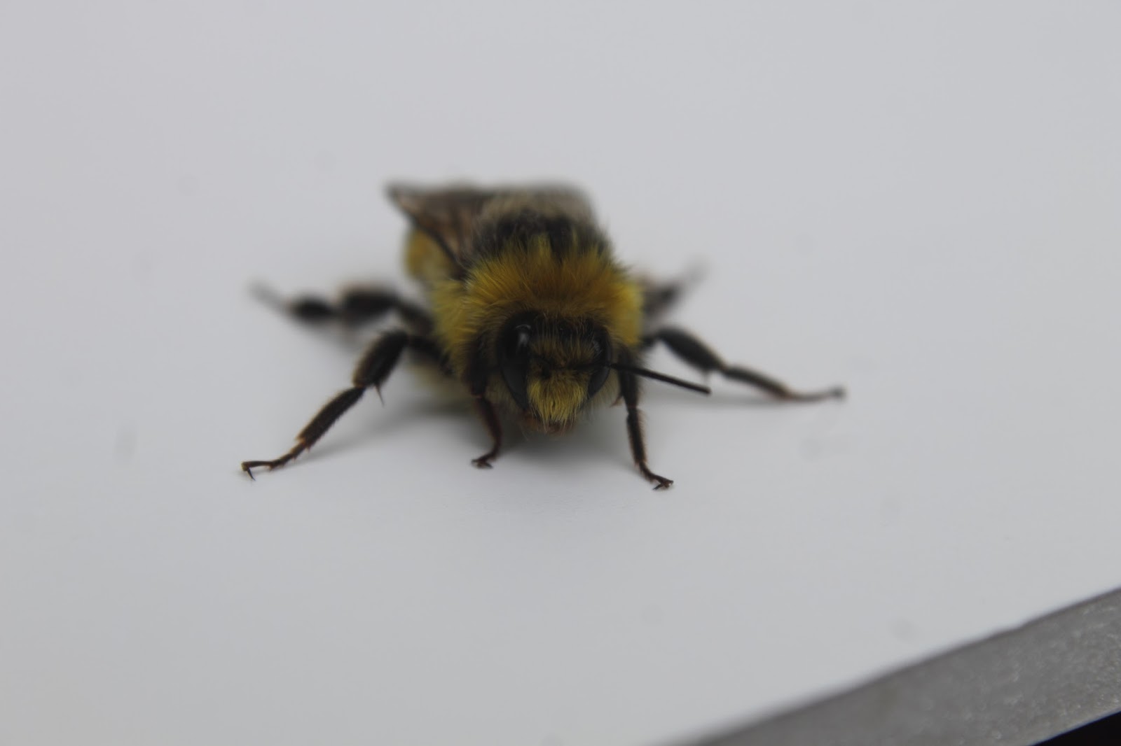 Valley Naturalist: Heath Bumblebee