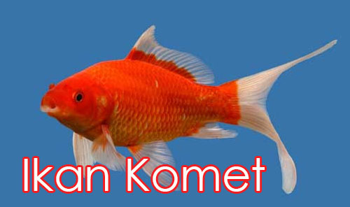 Mengenal Ikan Komet Bintang Berekor - taugitu.com