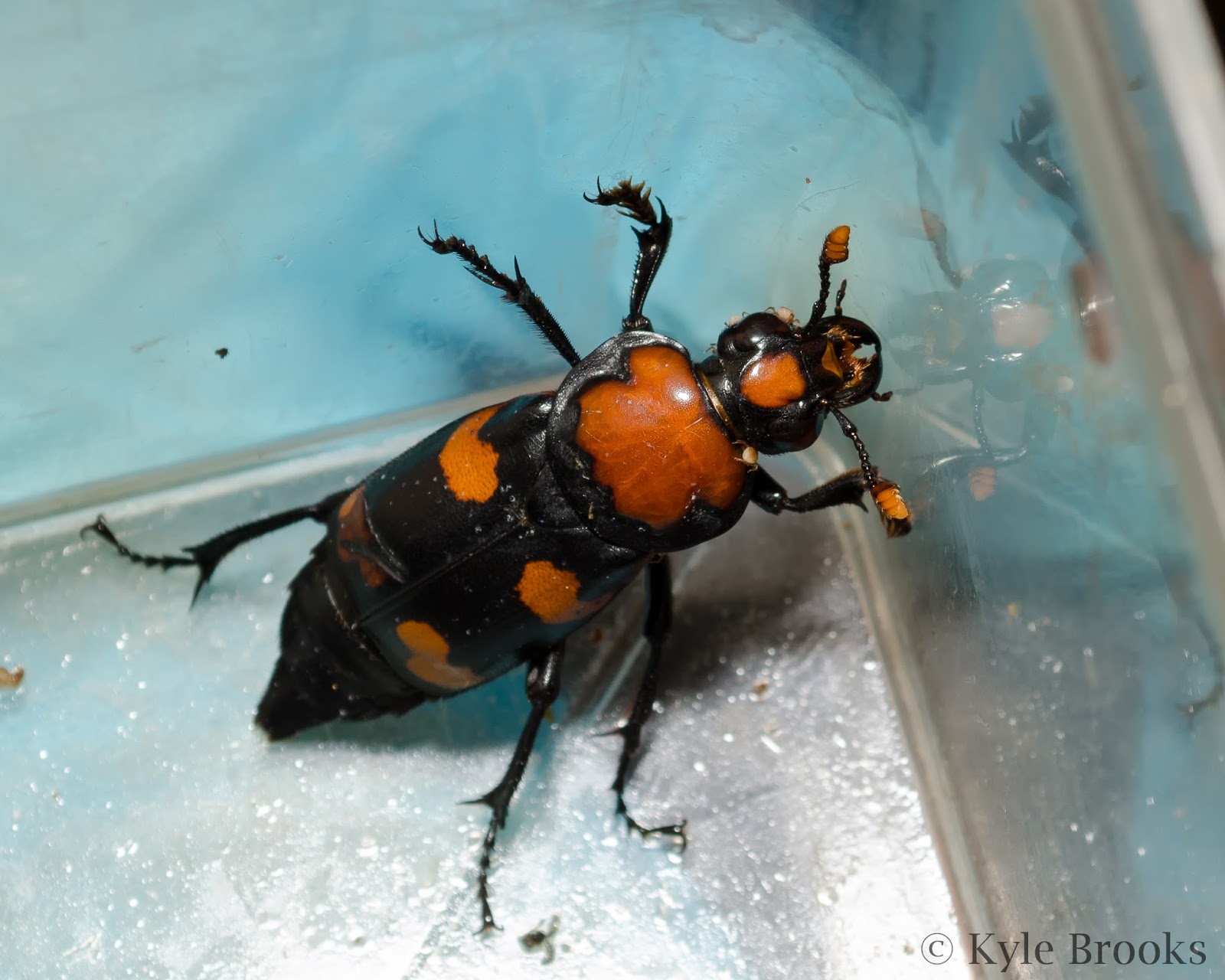 On the Subject of Nature: American Burying Beetle