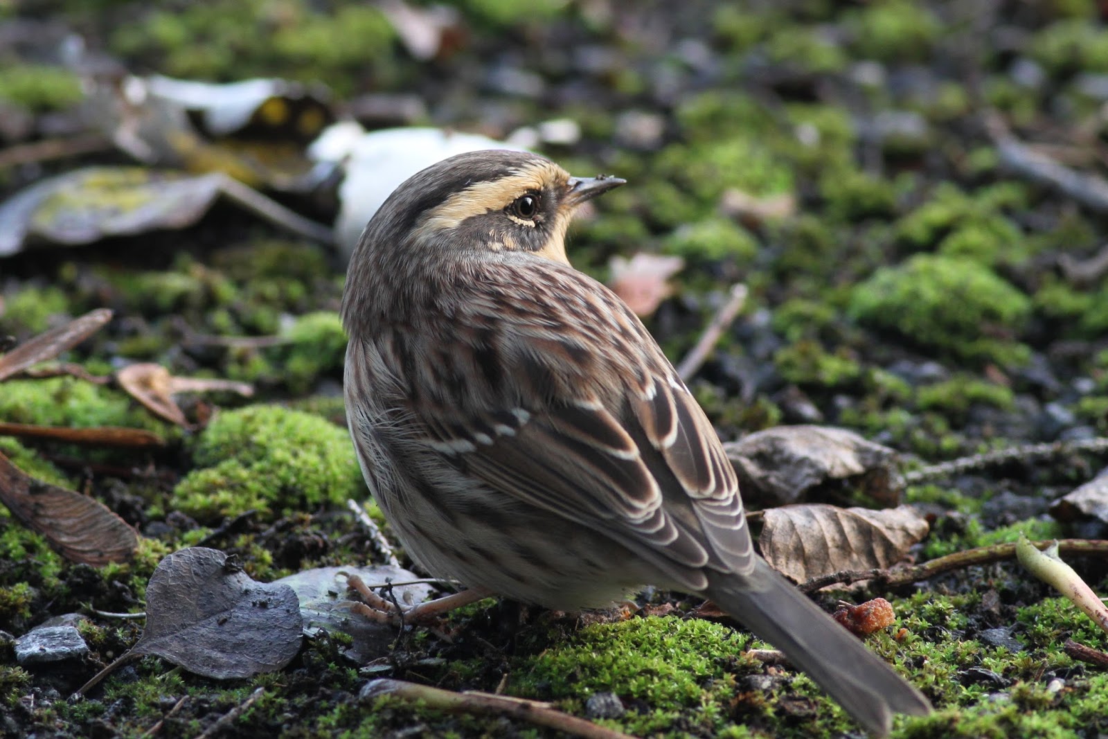 We Bird North Wales: 2017