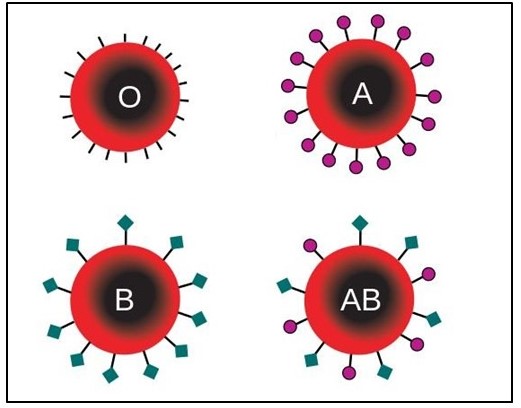 I.E SANTA ELENA - BIOLOGÍA 9°: 2. Alelismo múltiple, tipos de sangre ...