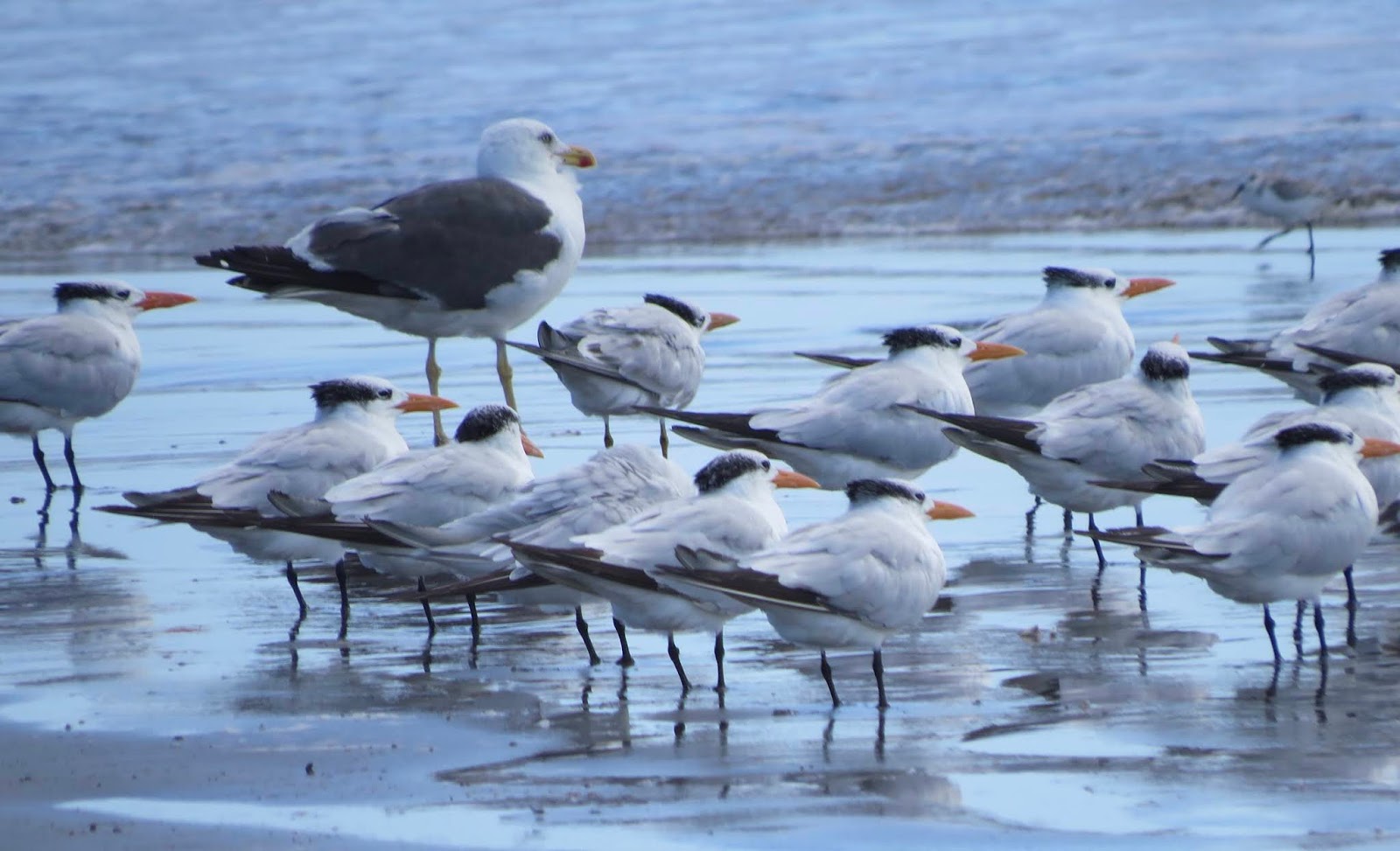 Readerbuzz: Birdwatching on the Beach