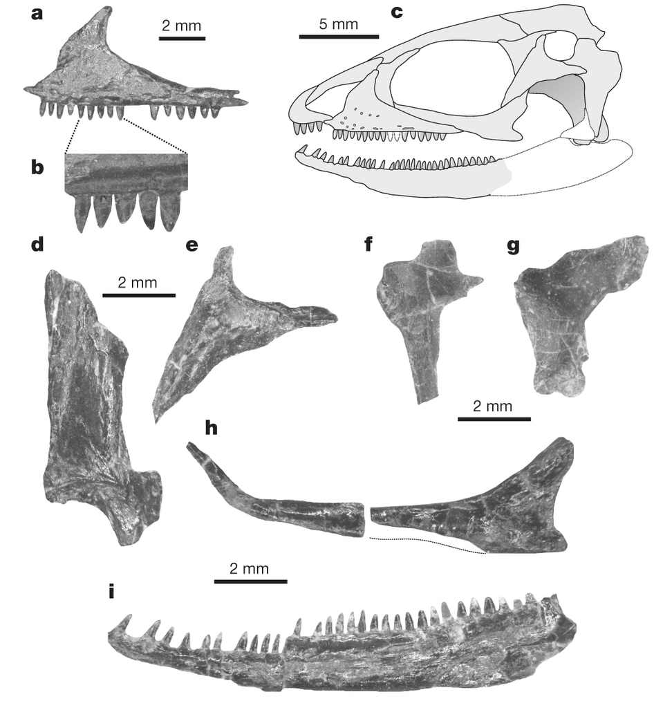 Sciency Thoughts: Pappochelys rosinae: A Proto-Turtle from the Middle ...