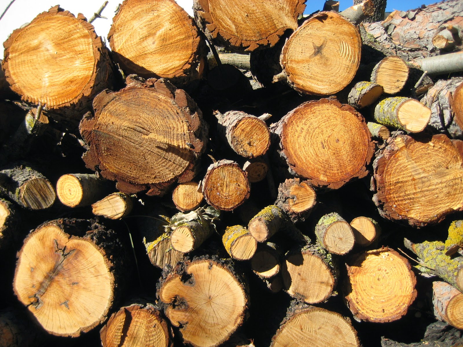 Azul turquesa bitácora de Teresa: Ejemplos de texturas naturales.