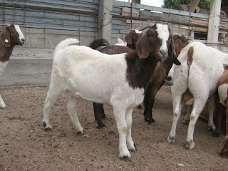 Criadero de Chivos Boer