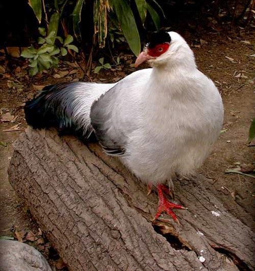 List of Indian Pheasants - Pictures | Birds of India | Bird World