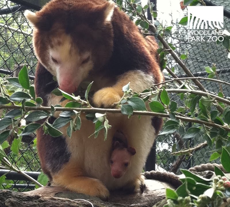 Rare tree ‘roo joey begins to emerge