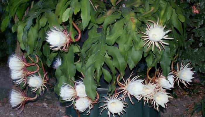 7 Mitos Bunga Wijaya Kusuma | Sering Dianggap Bunga Sakti! - CakWiCak