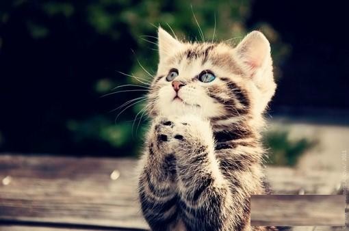 Macam Dan Gaya Kucing | Aspal Putih