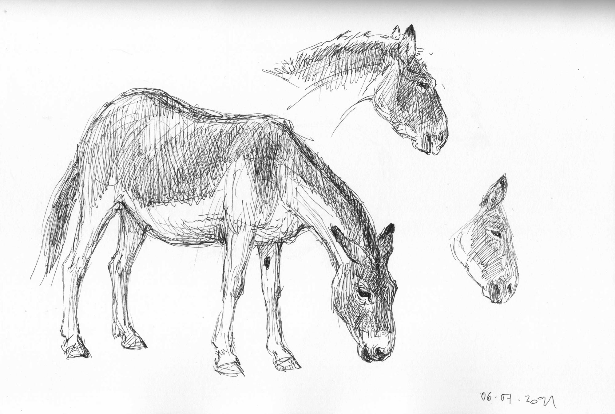 New zoo life studies