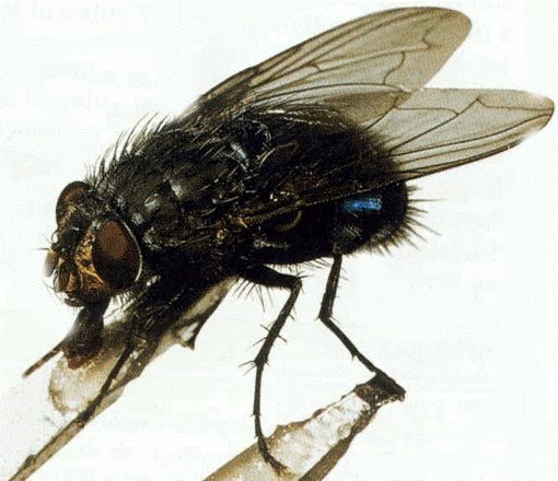 Compañeros de viaje: Mosca azul de botella (Calliphora vomitoria)