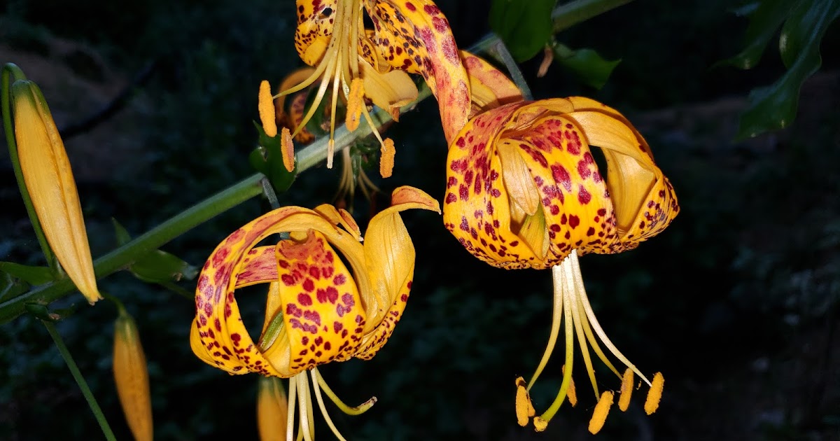 Musings from Little Grove Farm: Humboldt Lily Thieves and How to Grow ...