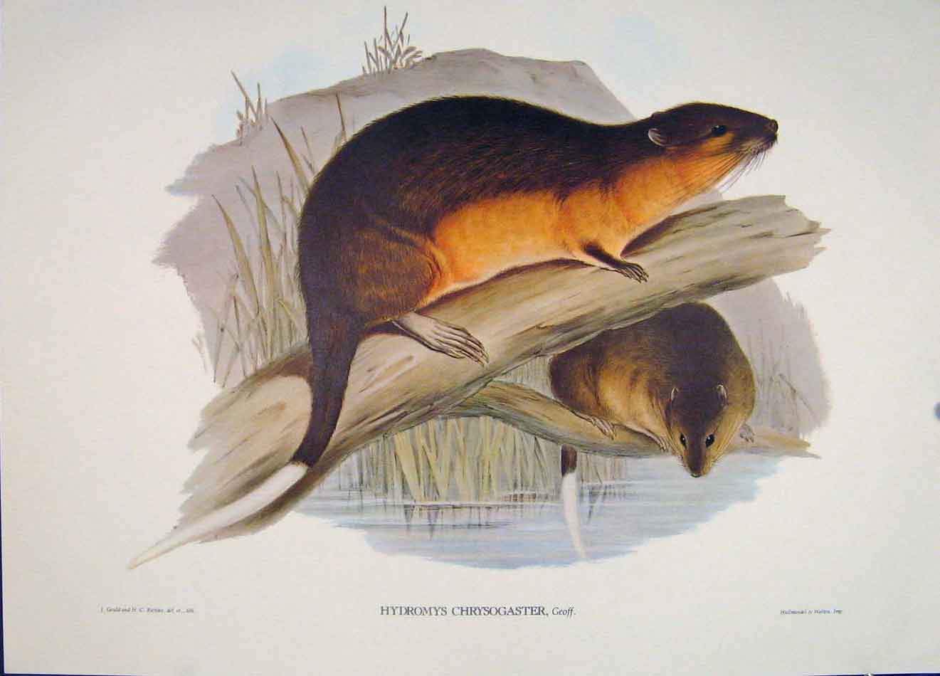 A Woodsrunner's Diary: The Fur Trade in Australia? The Beaver Rat and More.