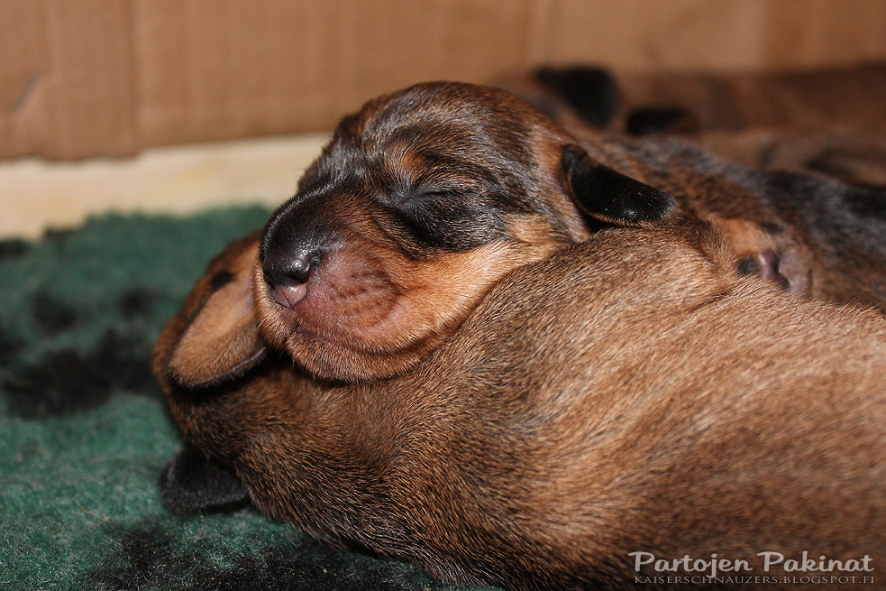 Pennut viikon vanhoja | Partojen Pakinat 2.0