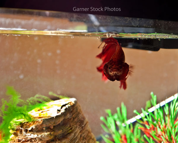 Stock and Fine Art Photos: One Red Betta Fish in Aquarium