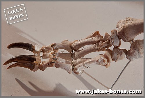 How I rearticulated my badger skeleton, part two : Jake's Bones
