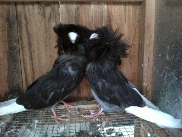 SPESIALIS MERPATI: MERPATI JACOBIN