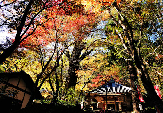 More glimpses of unfamiliar Japan: 2019 Fall Colors Part 3 Chomonkyo ...