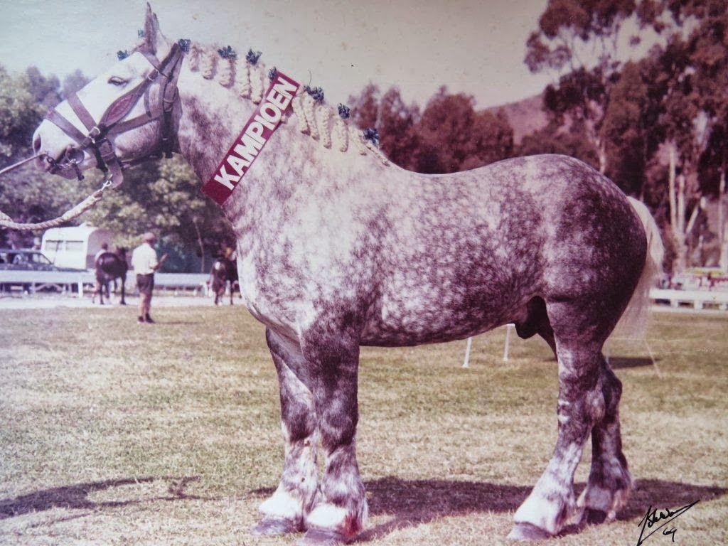 Summerwind Percheron: Vigoreux ~ Supreme Champion Percheron Stallion ...