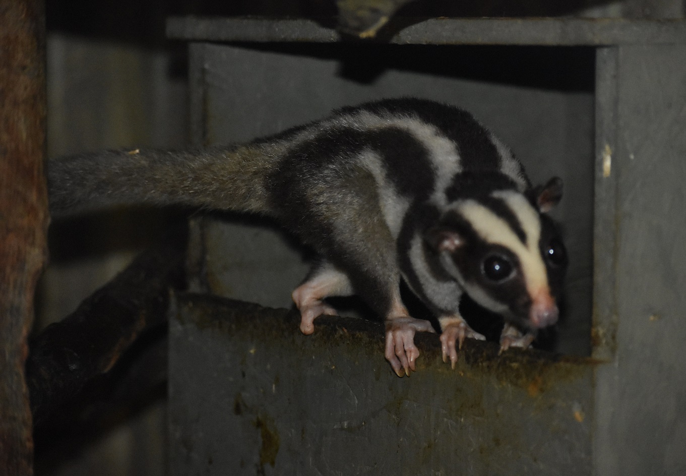 ZOOTOGRAFIANDO (6.100 ANIMALS): FALANGERO LISTADO / COMMON STRIPED ...