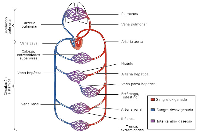Las Arterias y su importancia