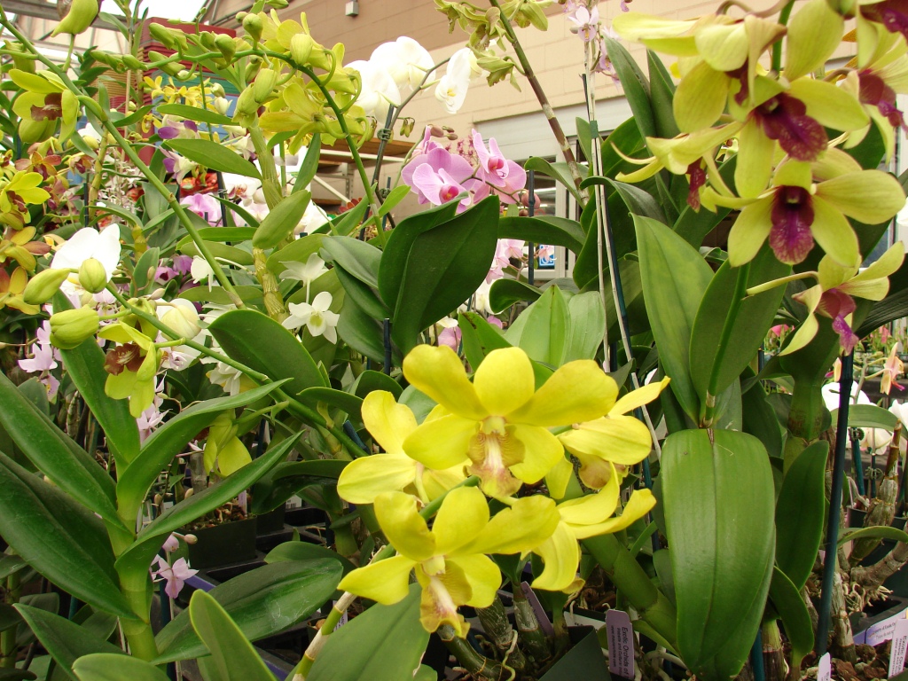 Dendrobium sp | Pustaka Flora | Database Tanaman Landscape