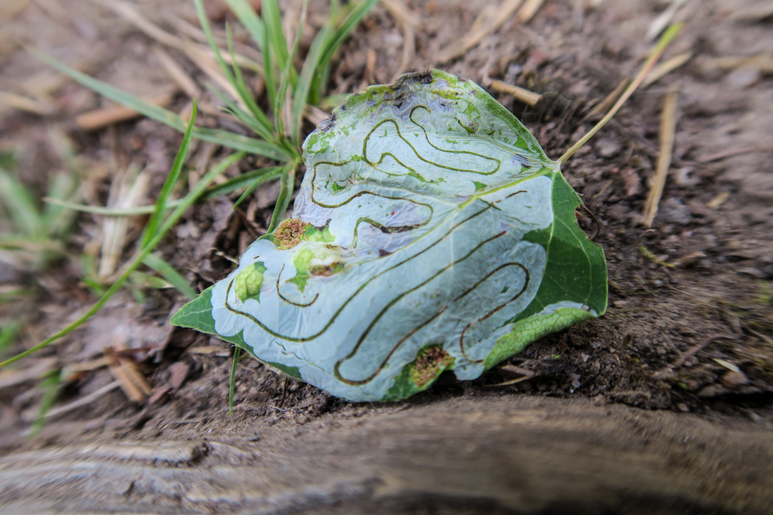 A Map and a Mustang: Marvelous marmots