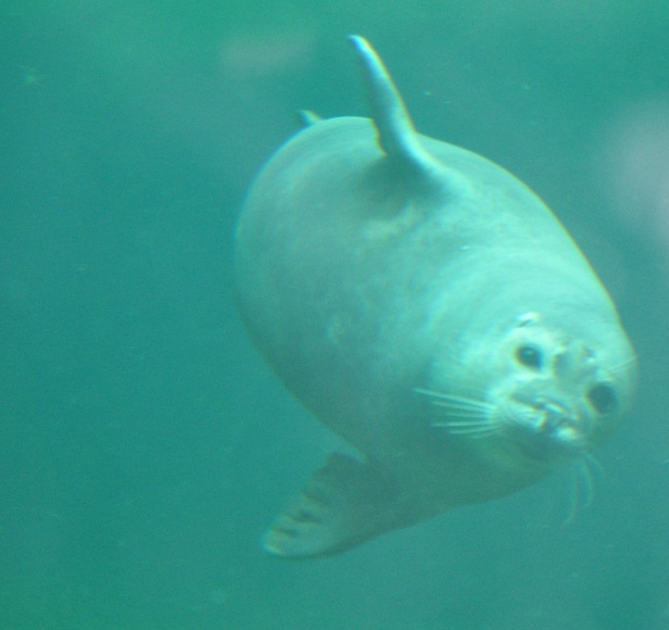 ZOOTOGRAFIANDO (6.100 ANIMALS): FOCA COMÚN O MOTEADA / HARBOUR SEAL ...