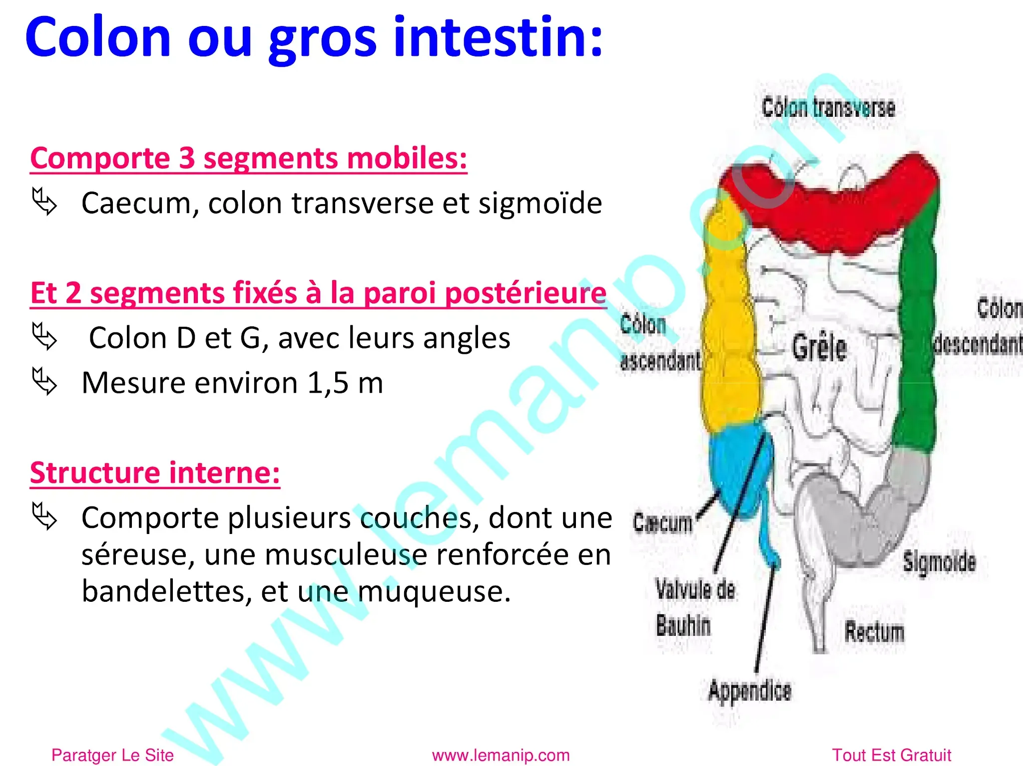 Anatomie De L’appareil Digestif