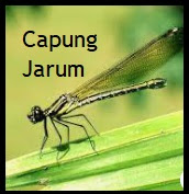 Anim Agro Technology: CAPUNG (PEPATUNG) YANG HEBAT