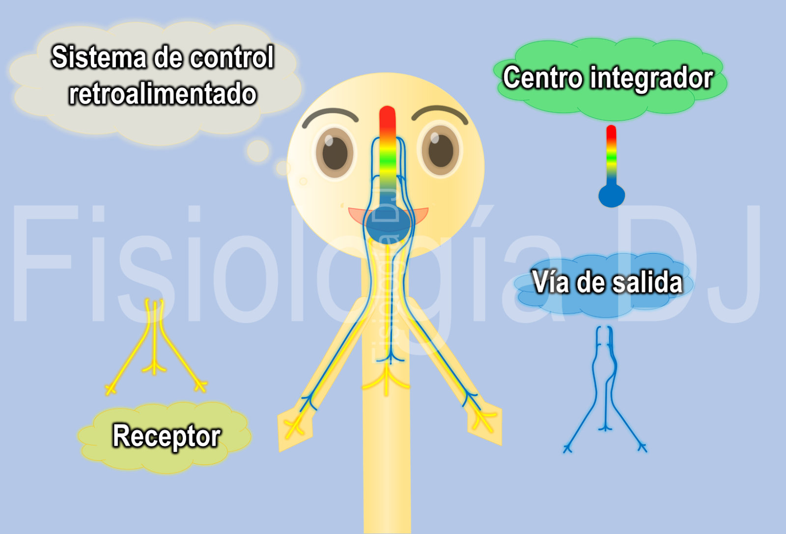 Fisiología DJ: Fisiología: Retroalimentación.