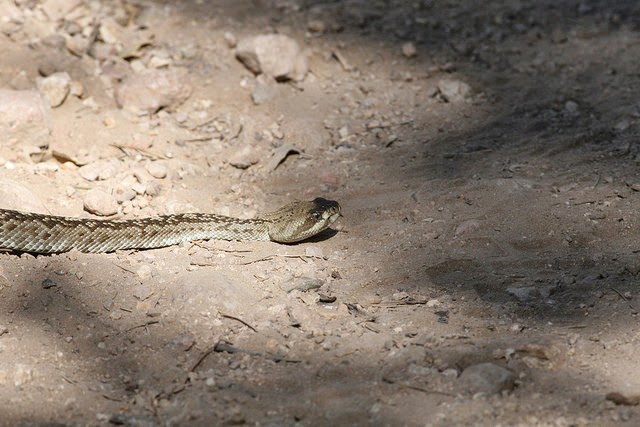 The Birdist: Mammals and Reptiles of 2014