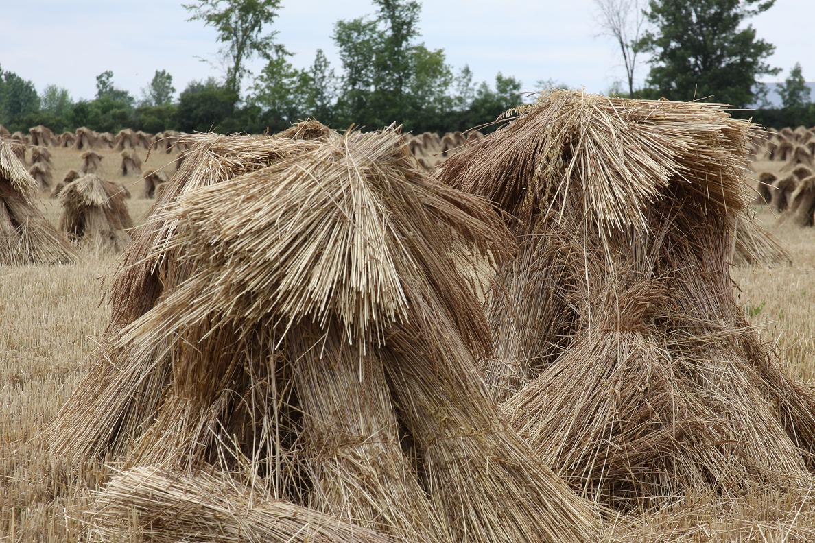 Michigan Exposures: Wheat Sheaves Again...