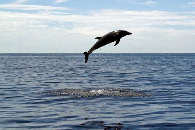 Imágenes increíbles muestran delfines en libertad saltando más de 9 ...
