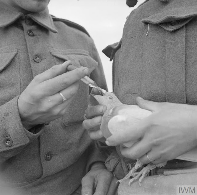 World War 2 History and the WW2 Pigeons: January 2019
