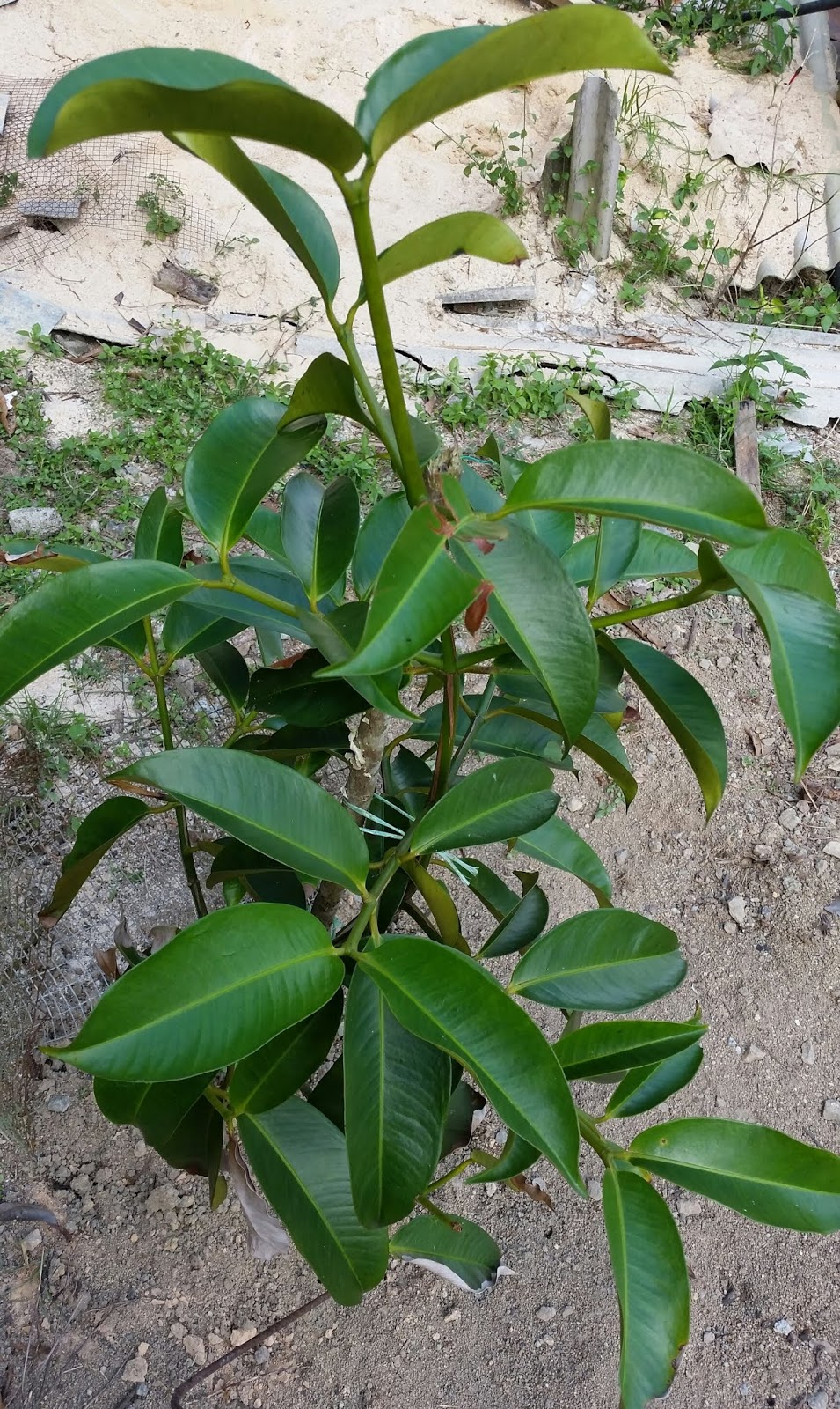 Warisan Petani: Pokok Manggis Mesta