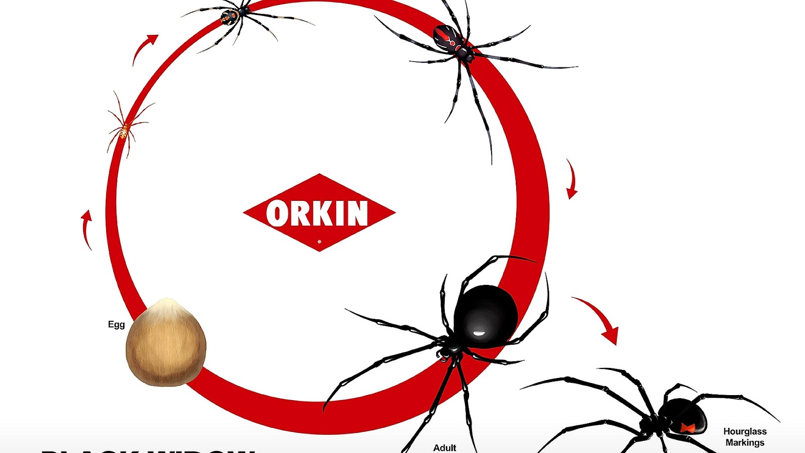 Black Widow Spider Locations - Black Choices