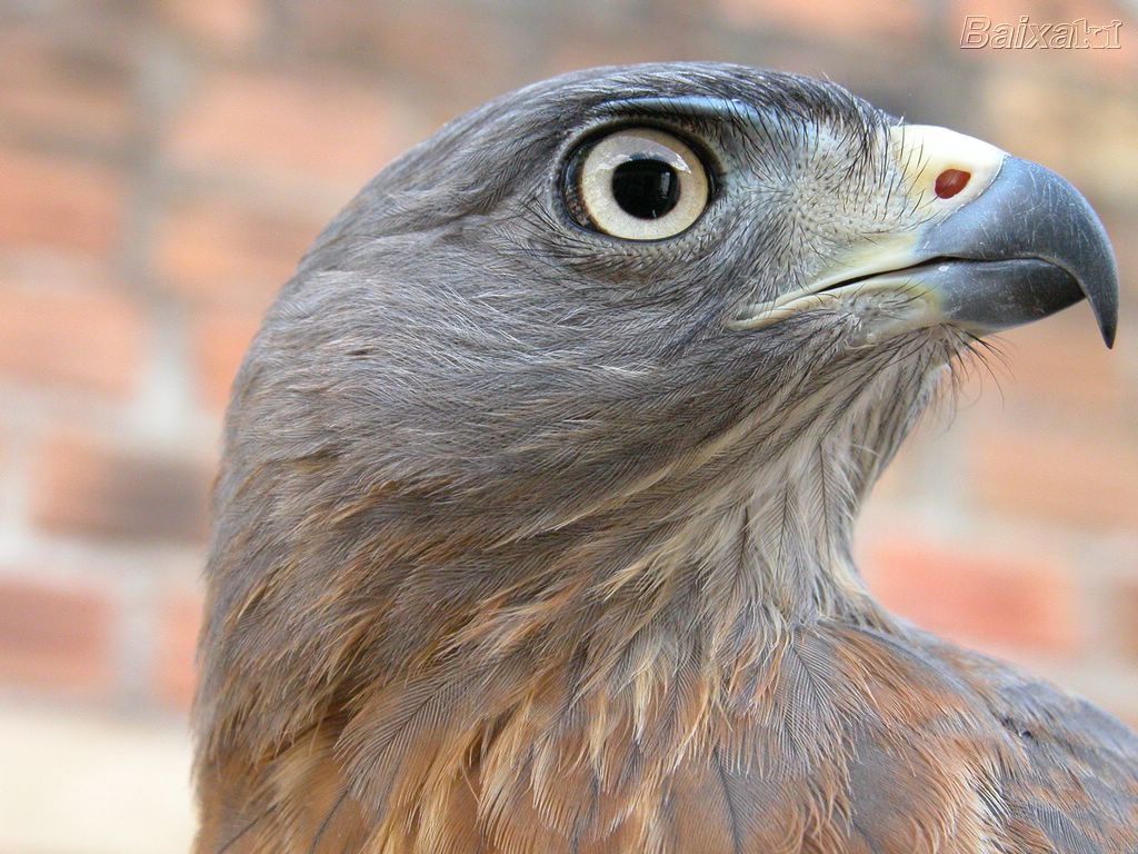 Tudo sobre animais: Gavião