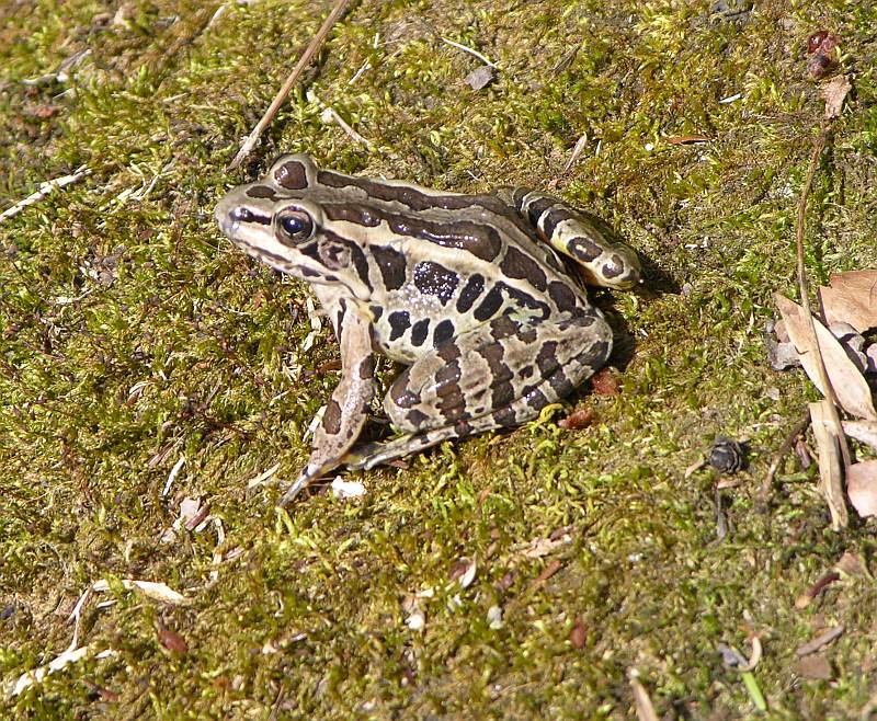 Captina Creek: Pickerel Frogs