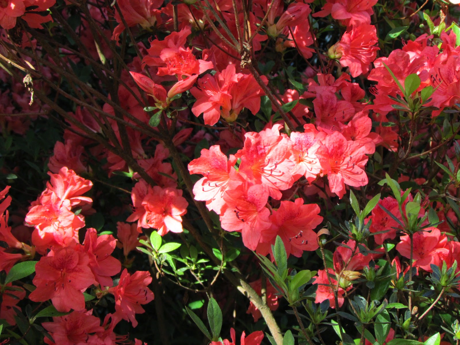 Love For His People: All Creation Sings His Praises - Azaleas, Bearded ...
